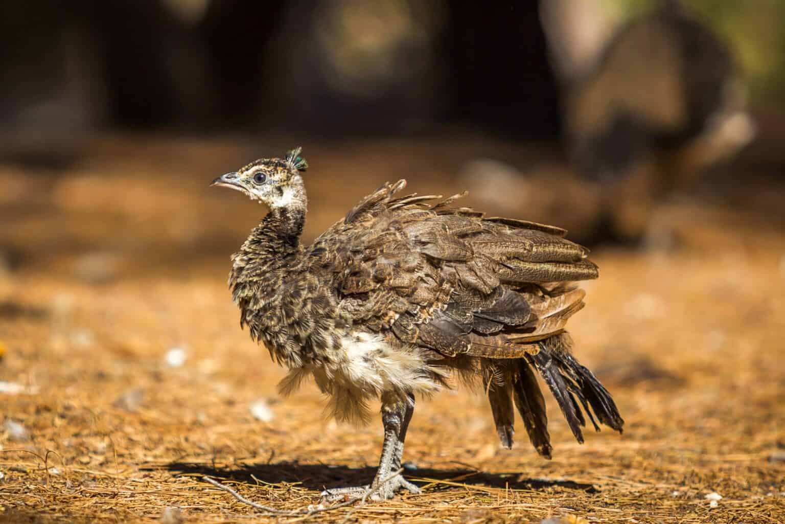 Baby Peacocks: All You Need to Know (With Pictures)