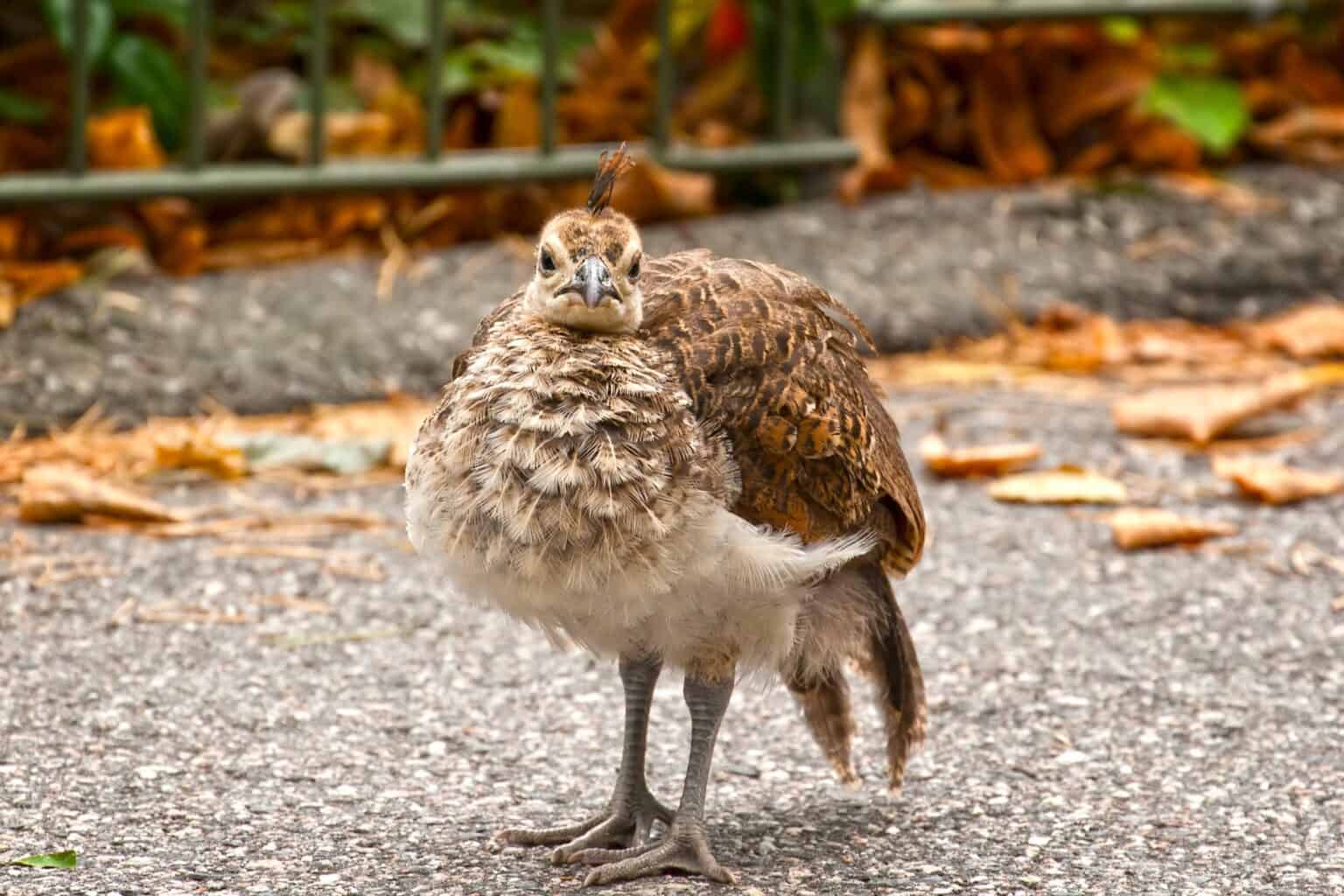 Baby Peacocks: All You Need to Know (With Pictures)