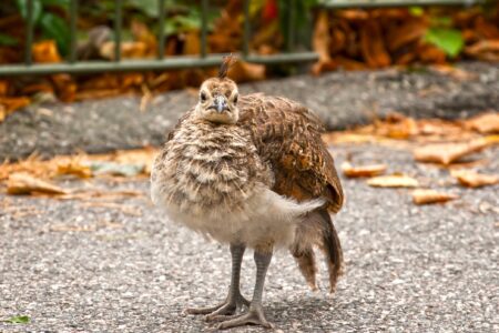 Baby Peacocks: All You Need to Know (With Pictures)