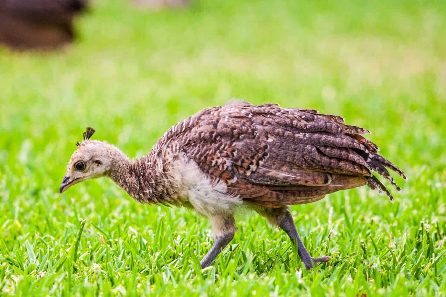 Baby Peacocks: All You Need to Know (With Pictures)