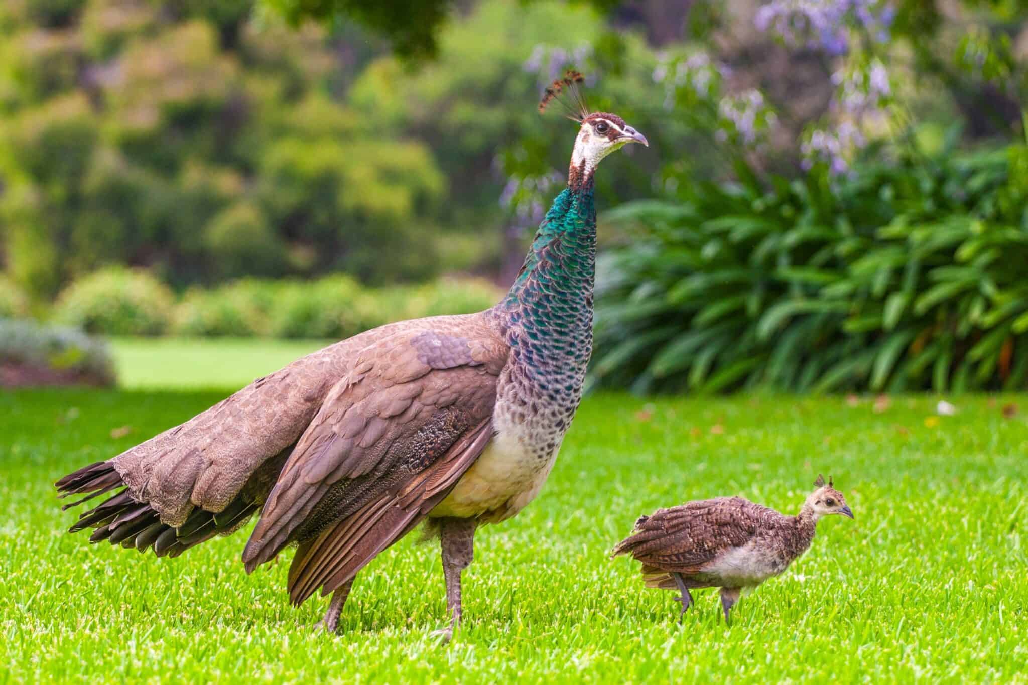 Baby Peacocks: All You Need to Know (With Pictures)