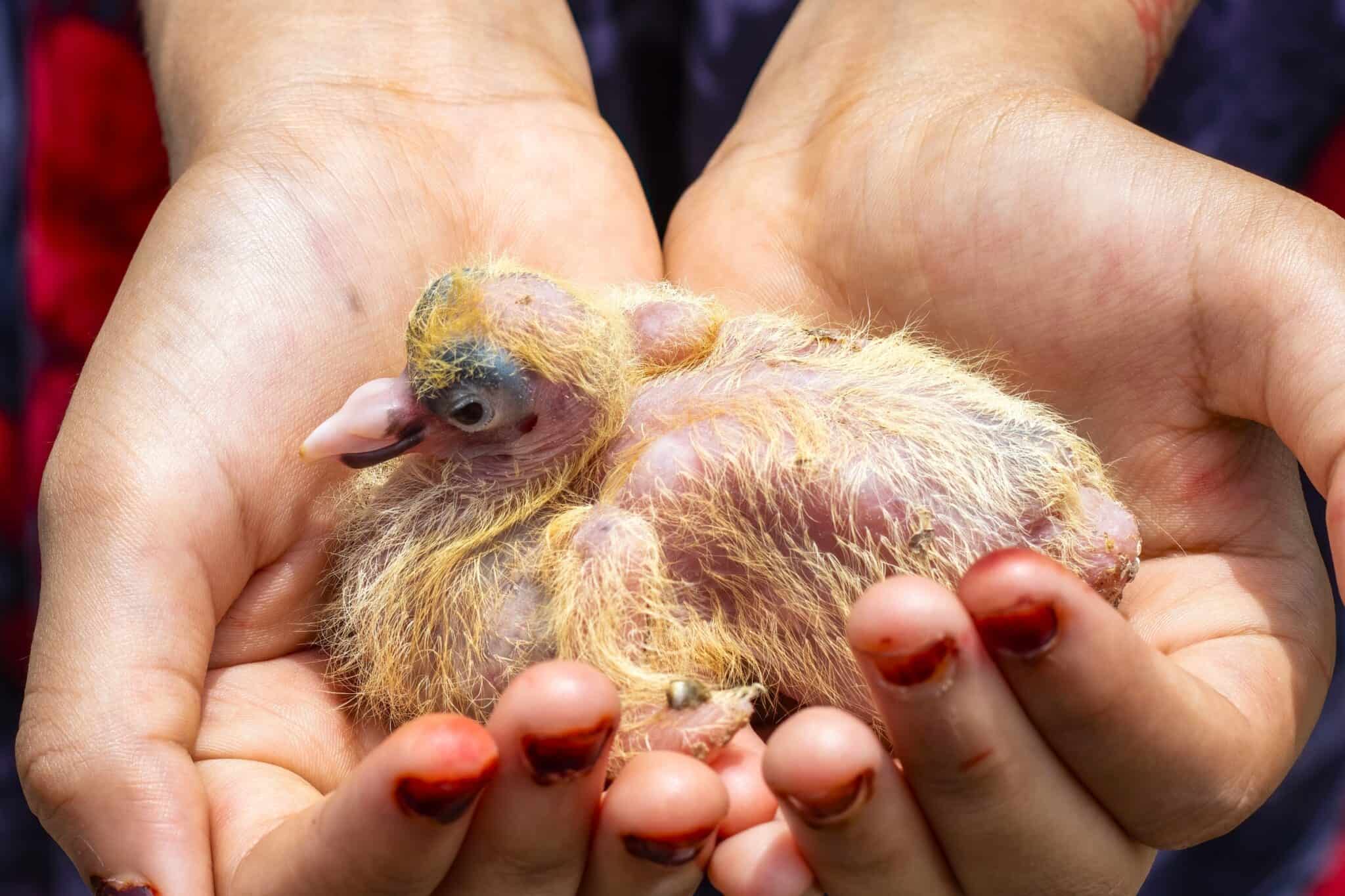 Baby Pigeons: Everything You Need to Know