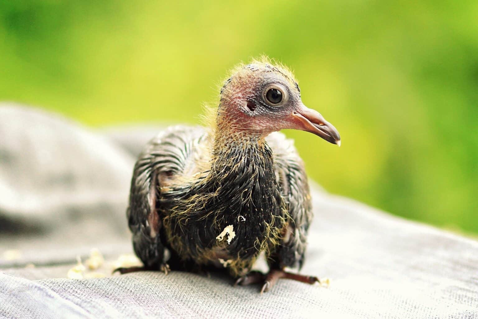 Baby Pigeons: Everything You Need to Know