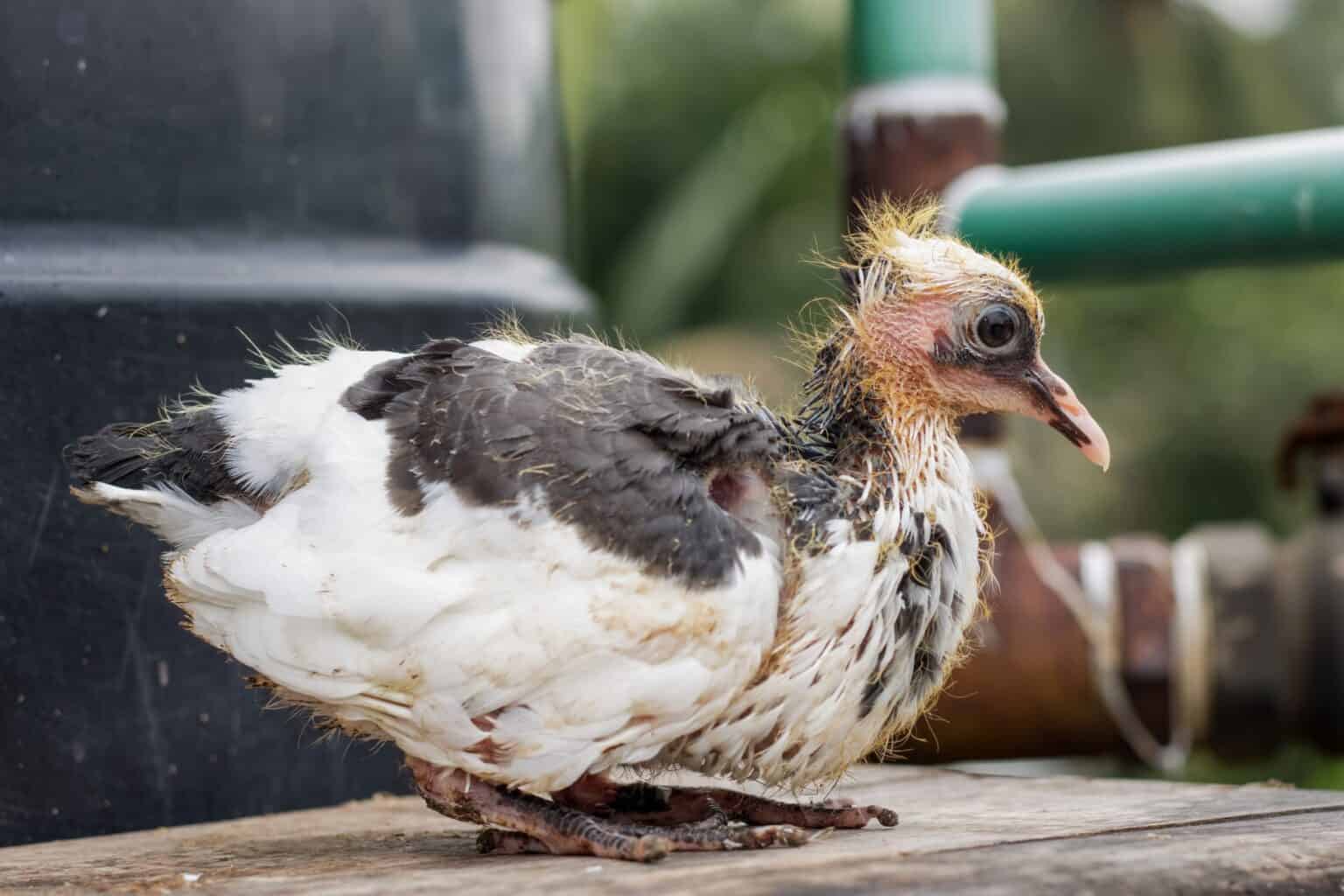 Baby Pigeons: Everything You Need to Know