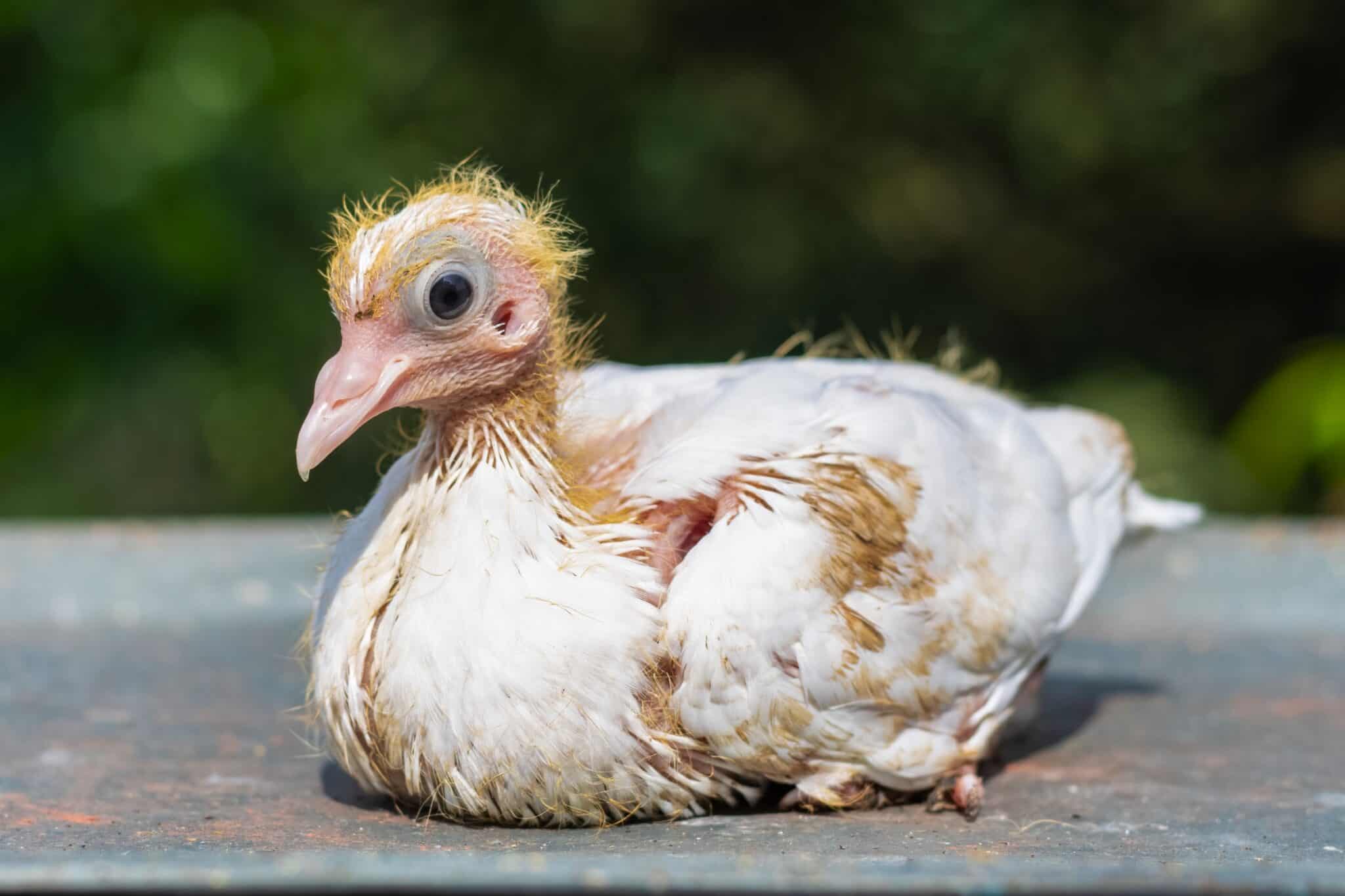 Baby Pigeons: Everything You Need to Know