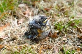 Baby Robins: All the Facts You Need (With Pictures)