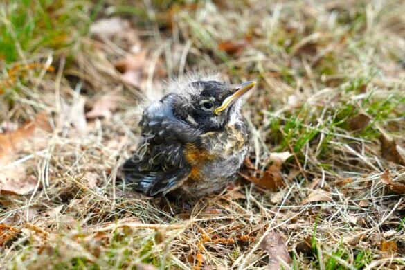 Baby Robins: All the Facts You Need (With Pictures)