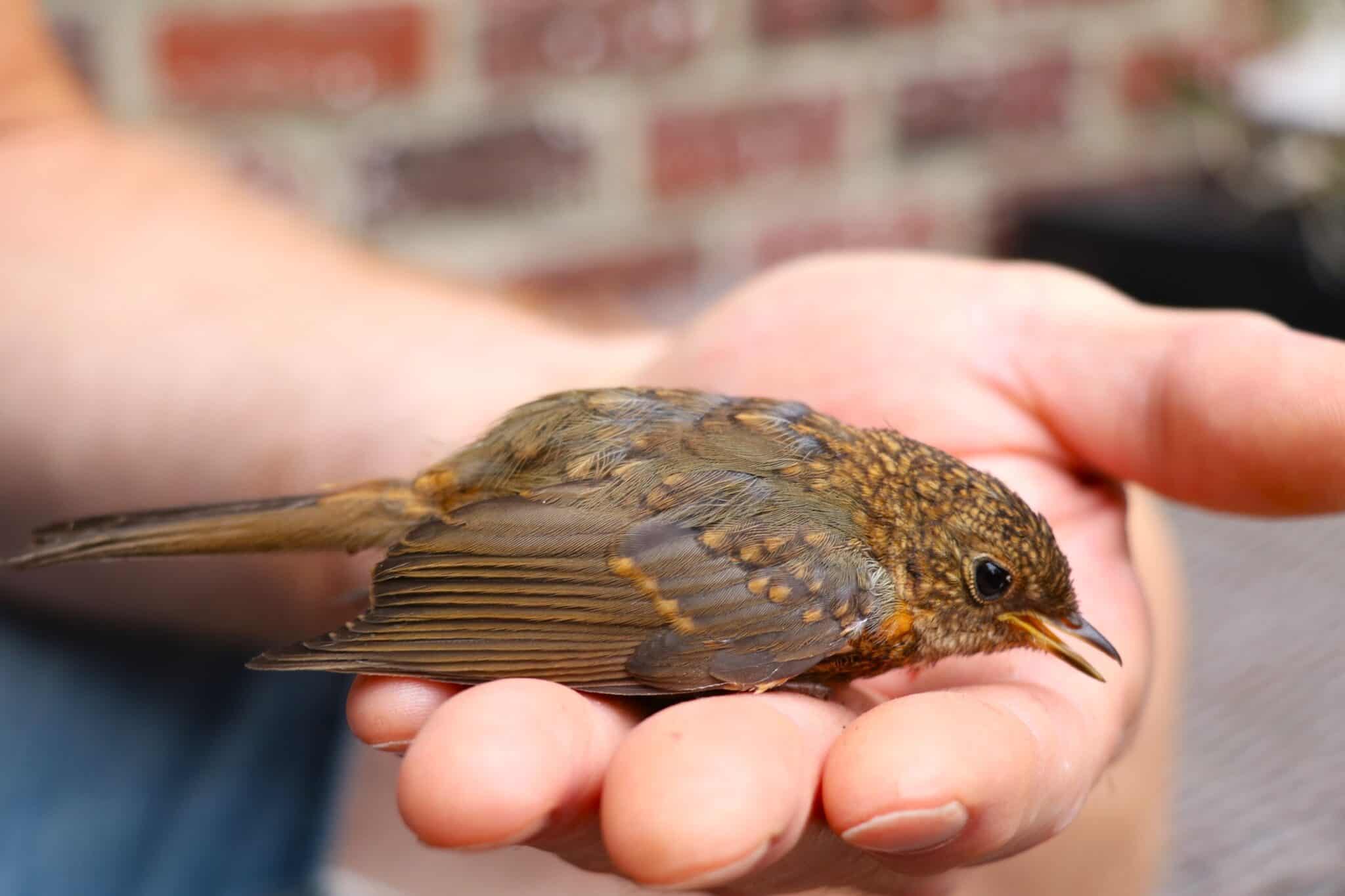 Baby Robins: All the Facts You Need (With Pictures)