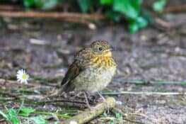 Baby Robins: All the Facts You Need (With Pictures)
