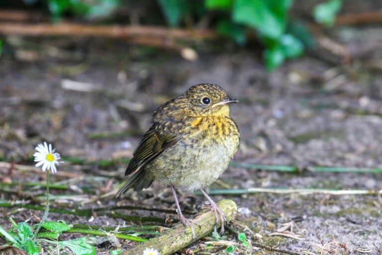 Baby Robins: All the Facts You Need (With Pictures)