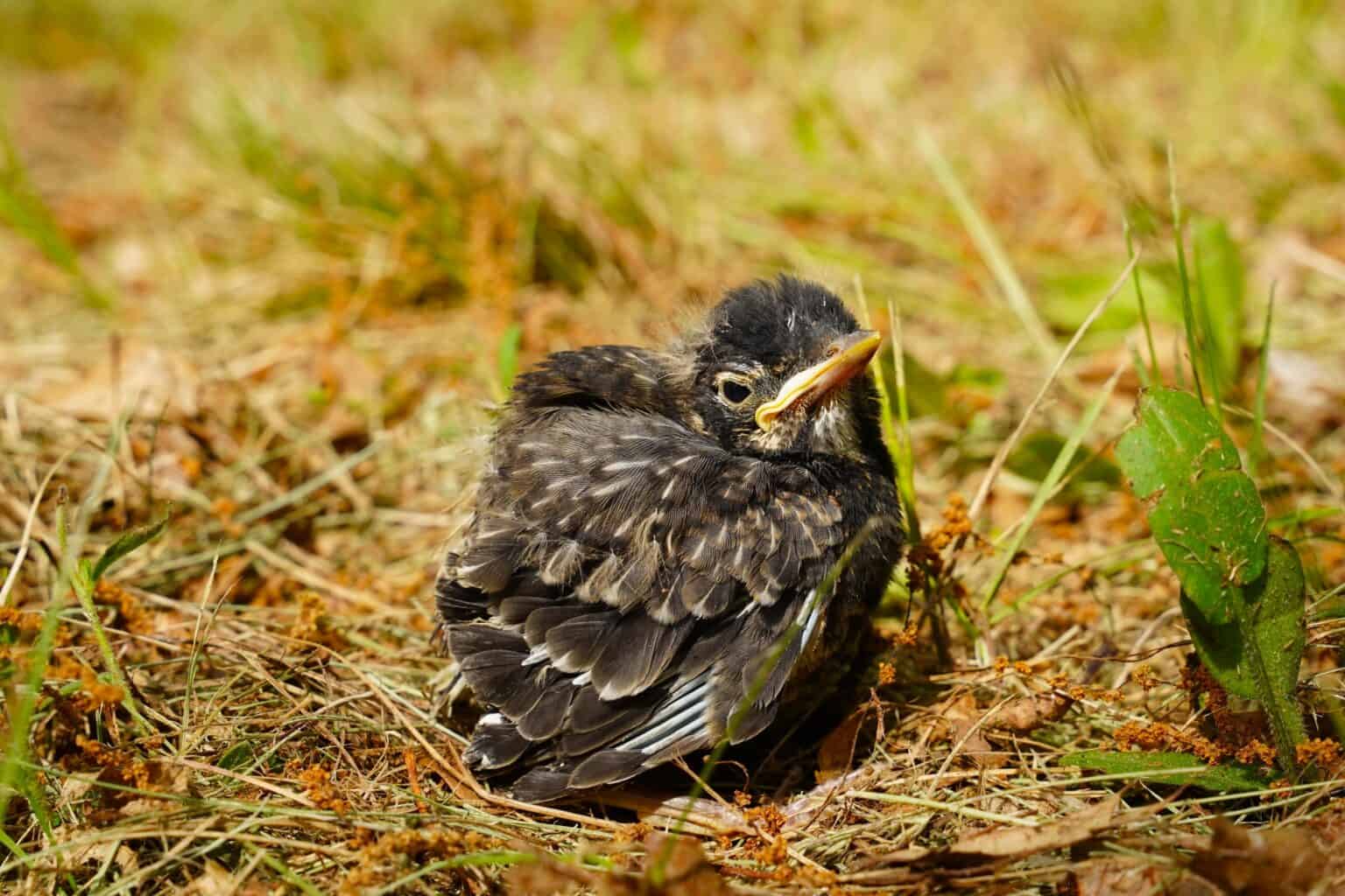 Baby Robins: All the Facts You Need (With Pictures)