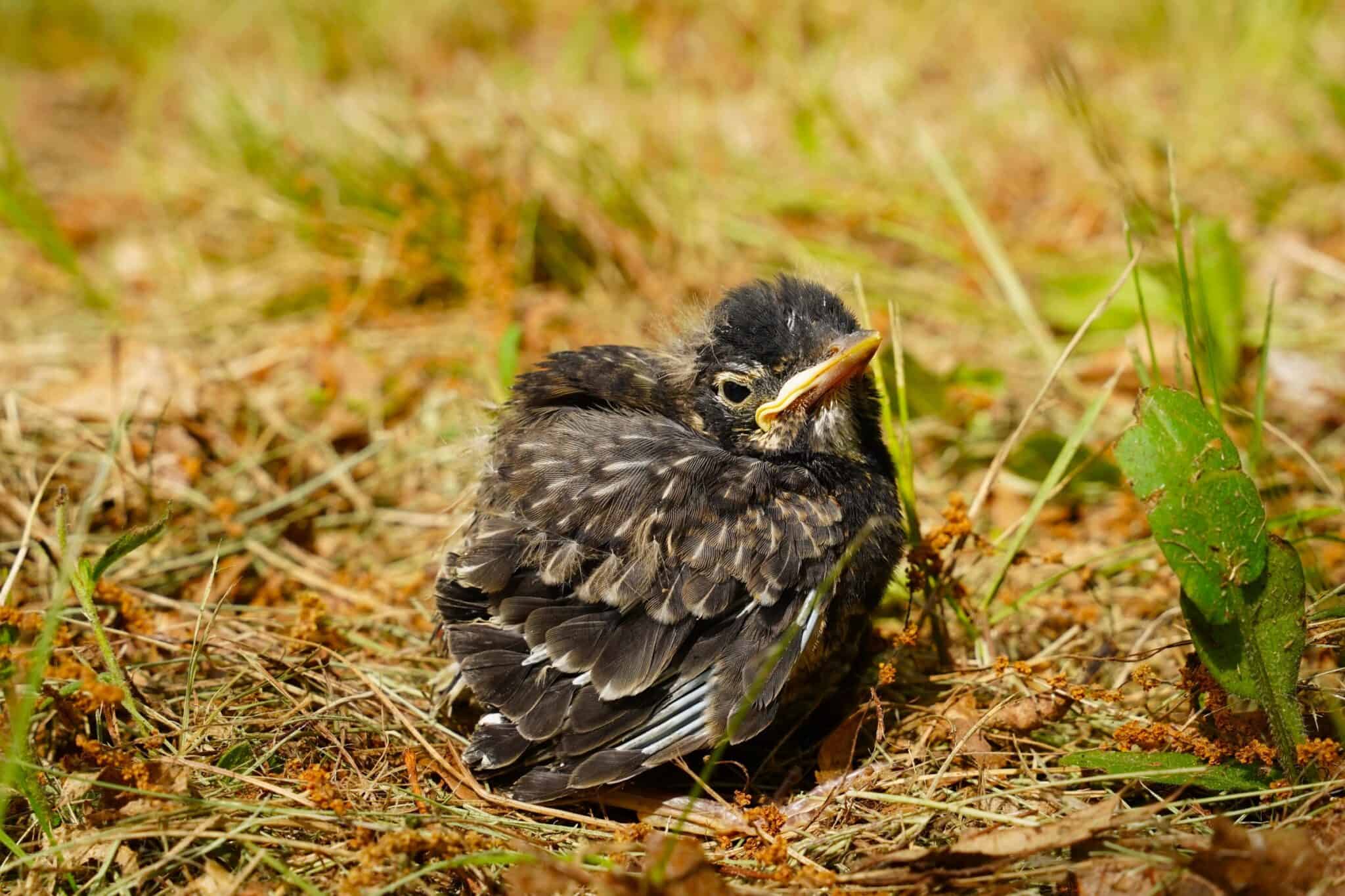 Baby Robins: All the Facts You Need (With Pictures)