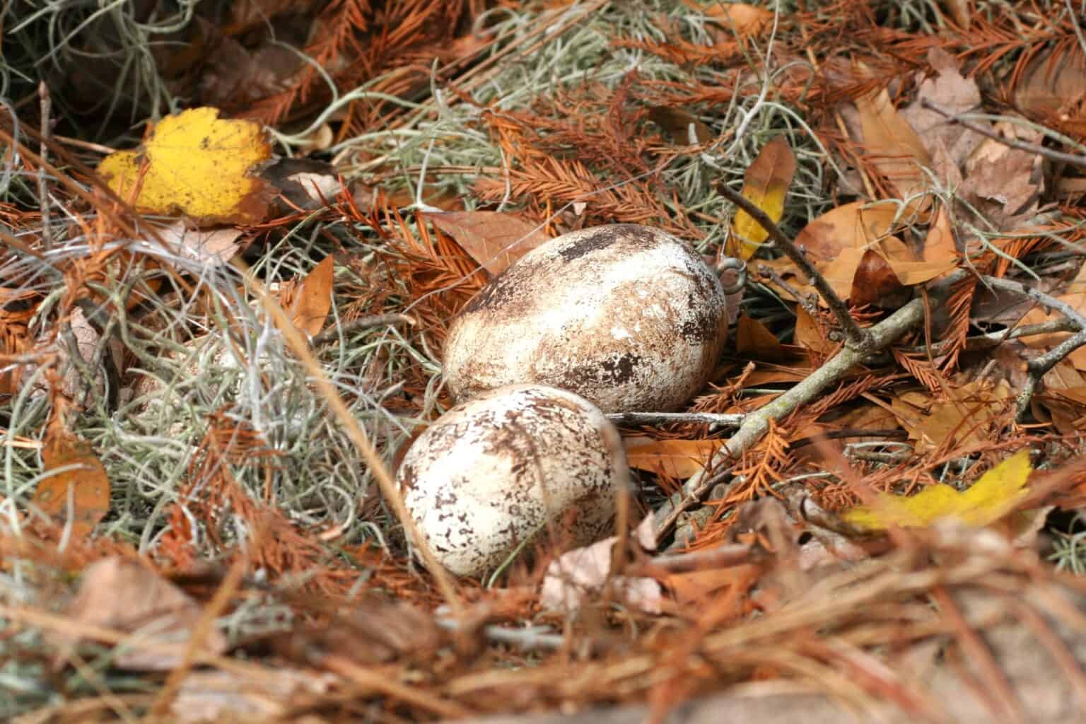 Baby Bald Eagles: All You Need to Know
