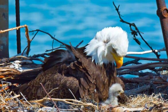 Baby Bald Eagles: All You Need to Know