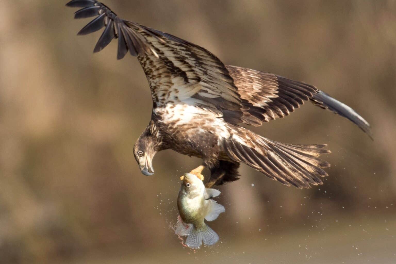 Bald Eagle Talons: Everything You Need to Know
