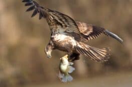 Bald Eagle Talons: Everything You Need to Know