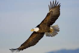 Bald Eagle Wingspan: How It Compares to Other Birds?