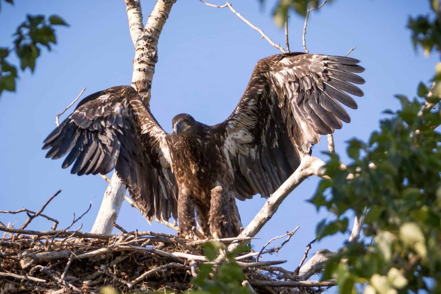 Baby Bald Eagles: All You Need to Know (With Pictures)