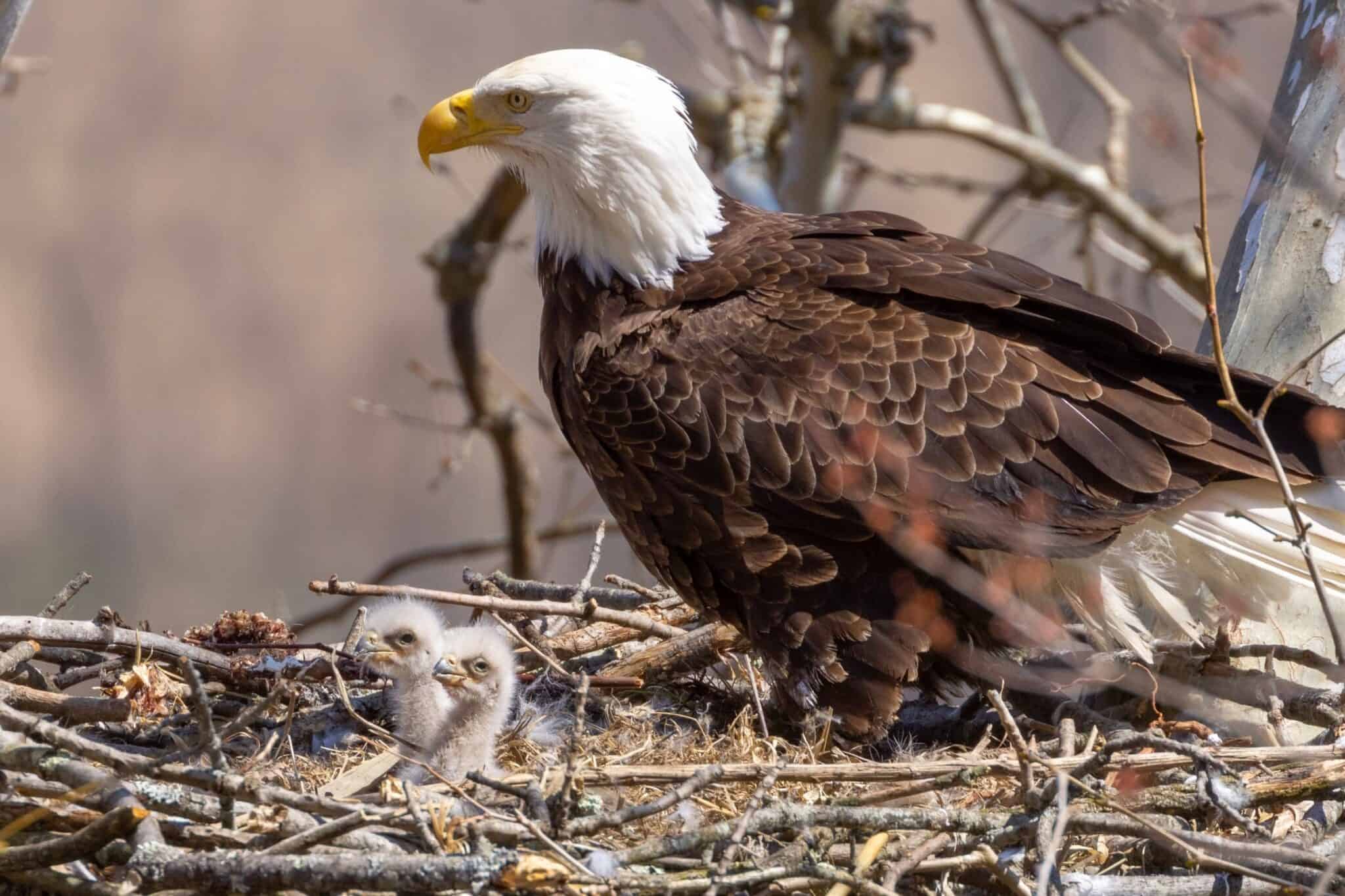 Baby Bald Eagles: All You Need to Know