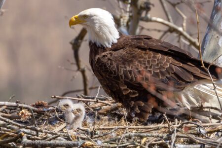 Baby Bald Eagles: All You Need to Know