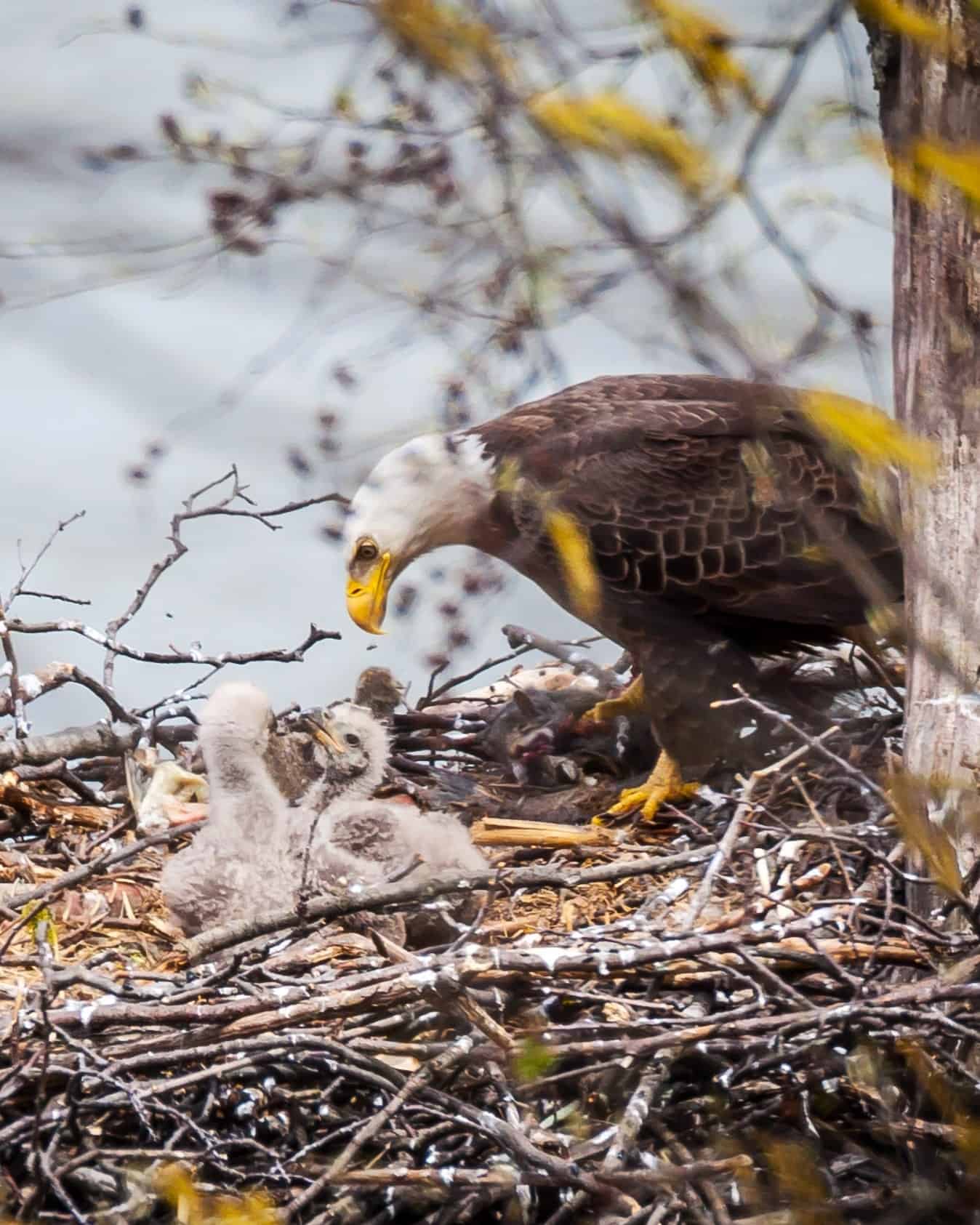 Baby Bald Eagles: All You Need to Know