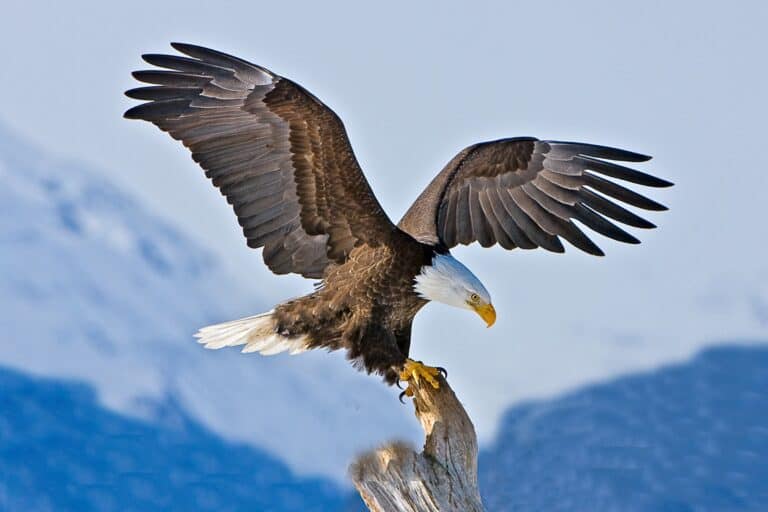 Bald Eagle Wingspan: How It Compares to Other Birds?