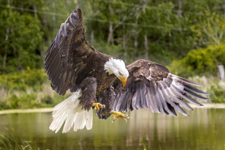 Bald Eagle Talons: Everything You Need to Know