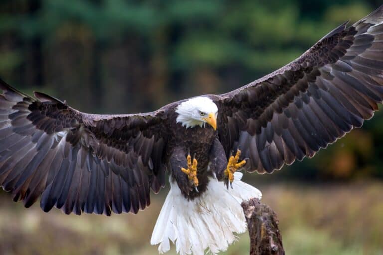 Bald Eagle Talons: Everything You Need to Know