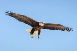 Bald Eagle Wingspan: How It Compares to Other Birds?