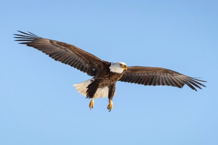 Bald Eagle Wingspan: How It Compares to Other Birds?