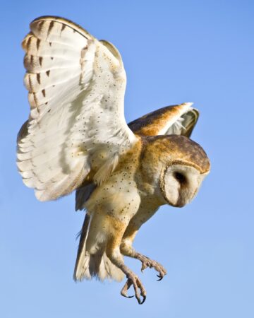 Owl Legs: All You Need to Know! (Pictures & FAQs)