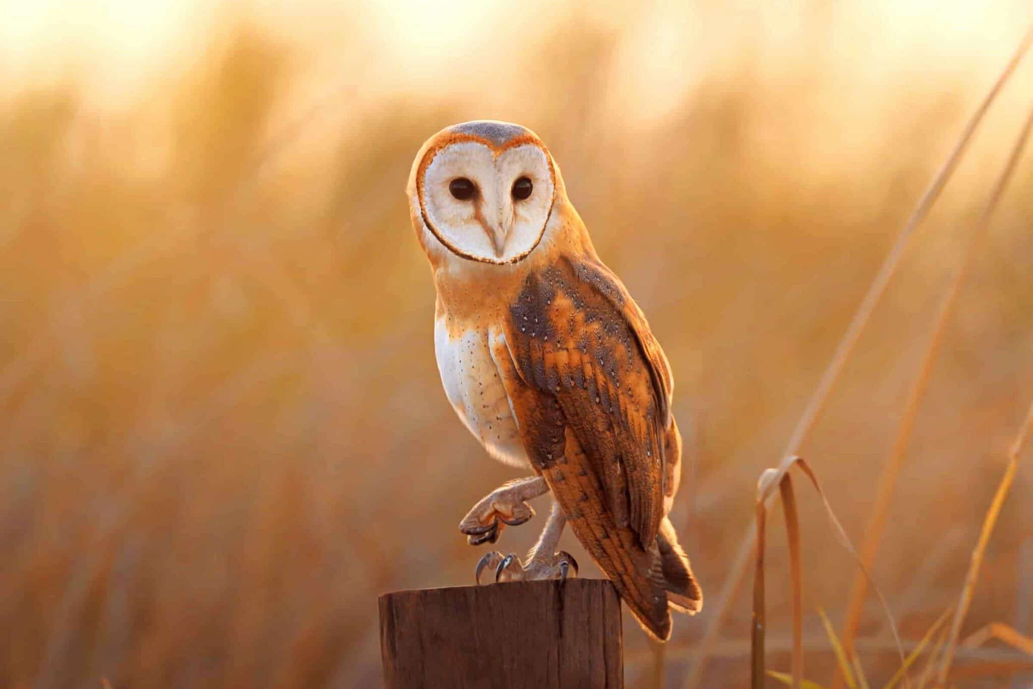 Owl Legs: All You Need to Know! (Pictures & FAQs)