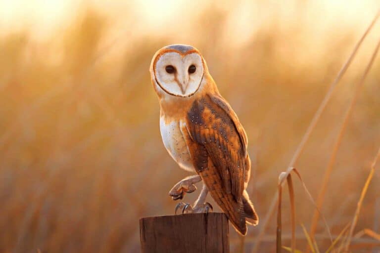 Owl Legs: All You Need to Know! (Pictures & FAQs)