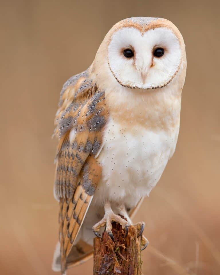 Owl Legs: All You Need to Know! (Pictures & FAQs)
