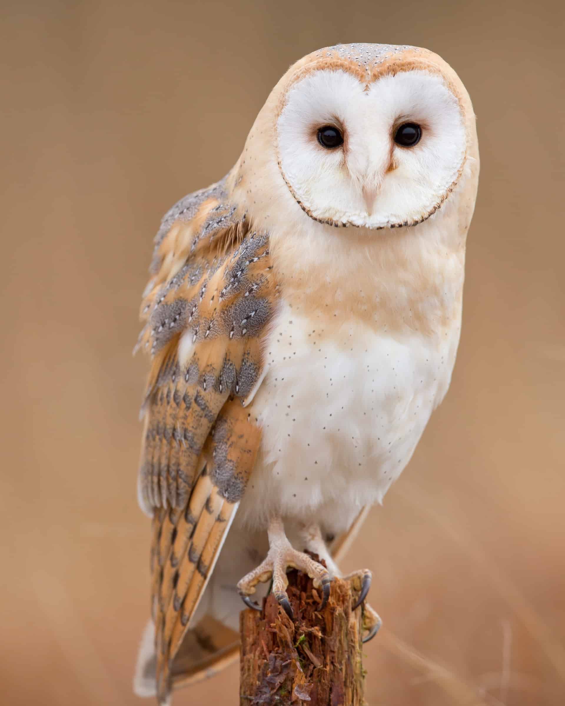 Owl Legs: All You Need to Know! (Pictures & FAQs)