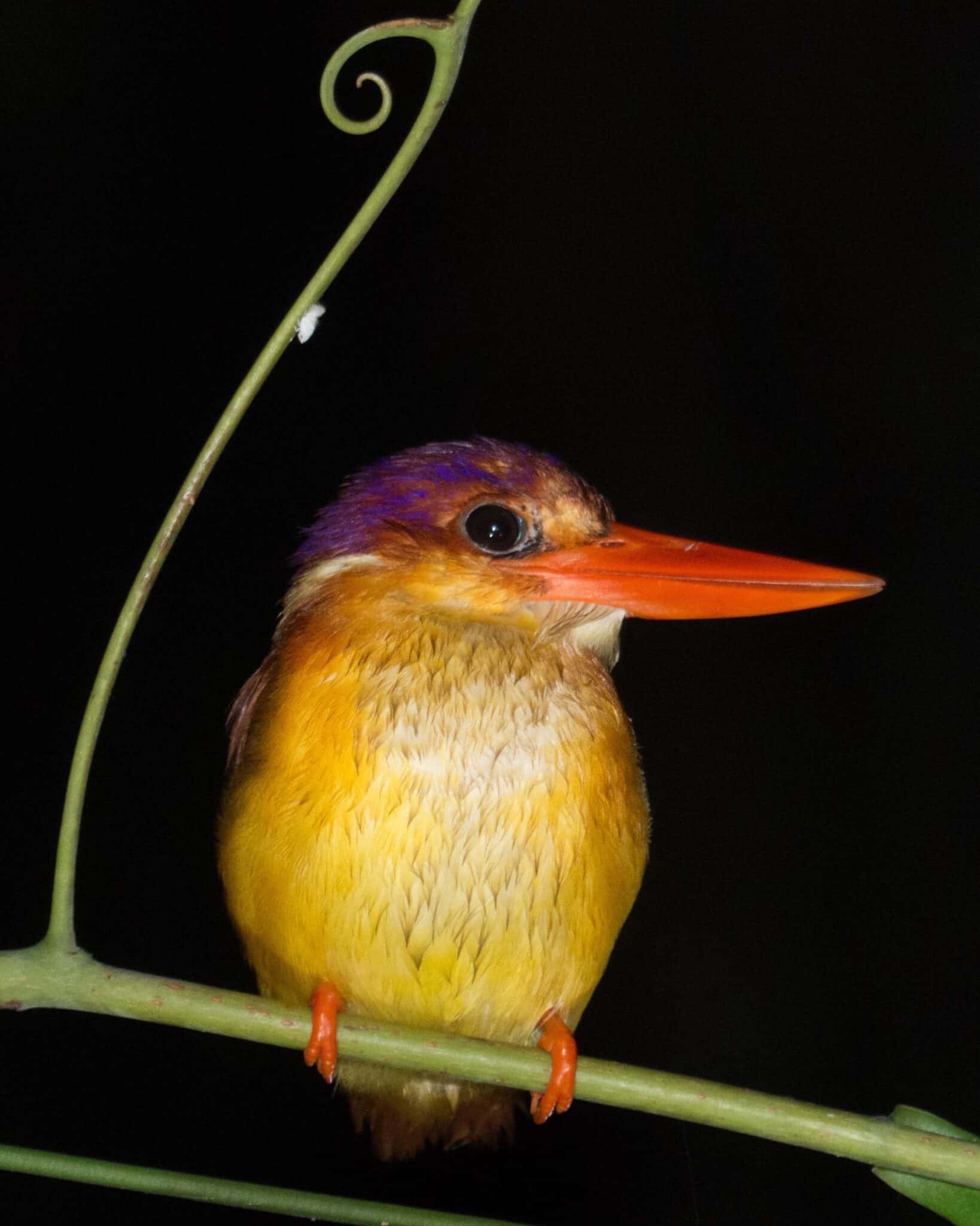 Why Do Birds Chirp at Night? - Bird Helpful