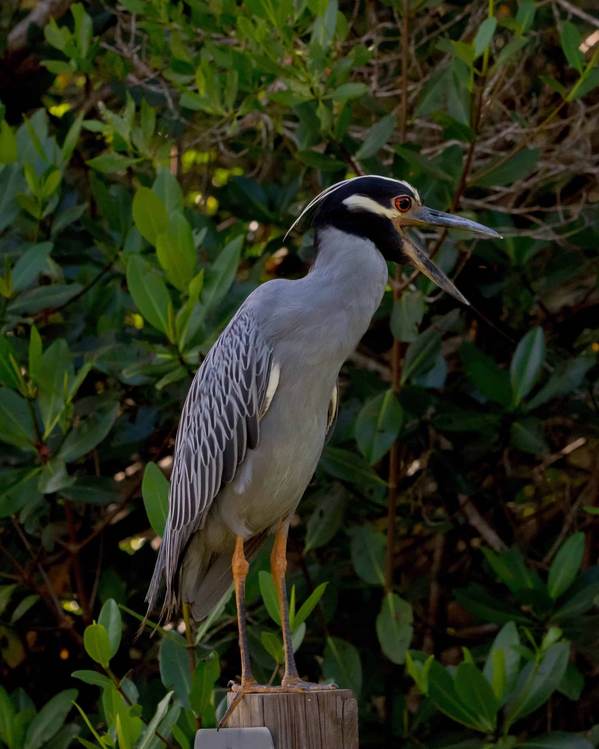 Why Do Birds Chirp at Night? - Bird Helpful