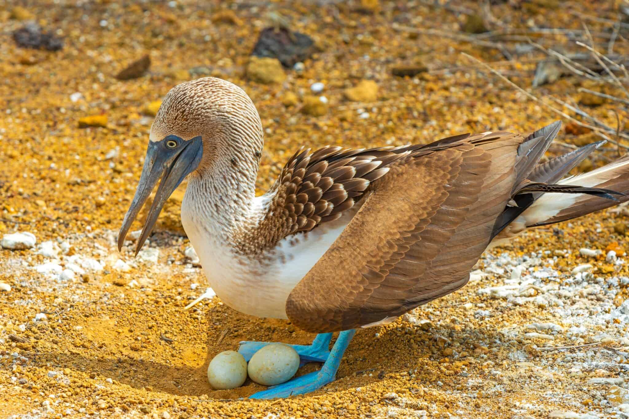 40 Birds That Lay Blue Eggs - Bird Helpful