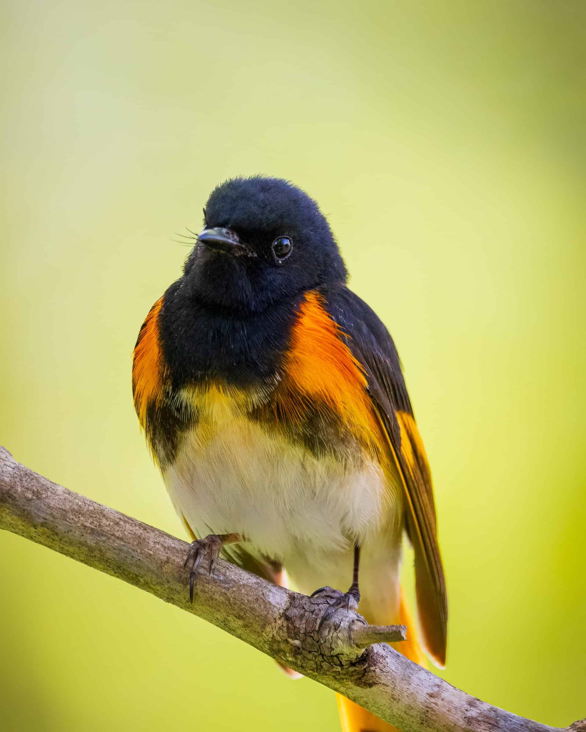 21 Black and Orange Birds (With Pictures)