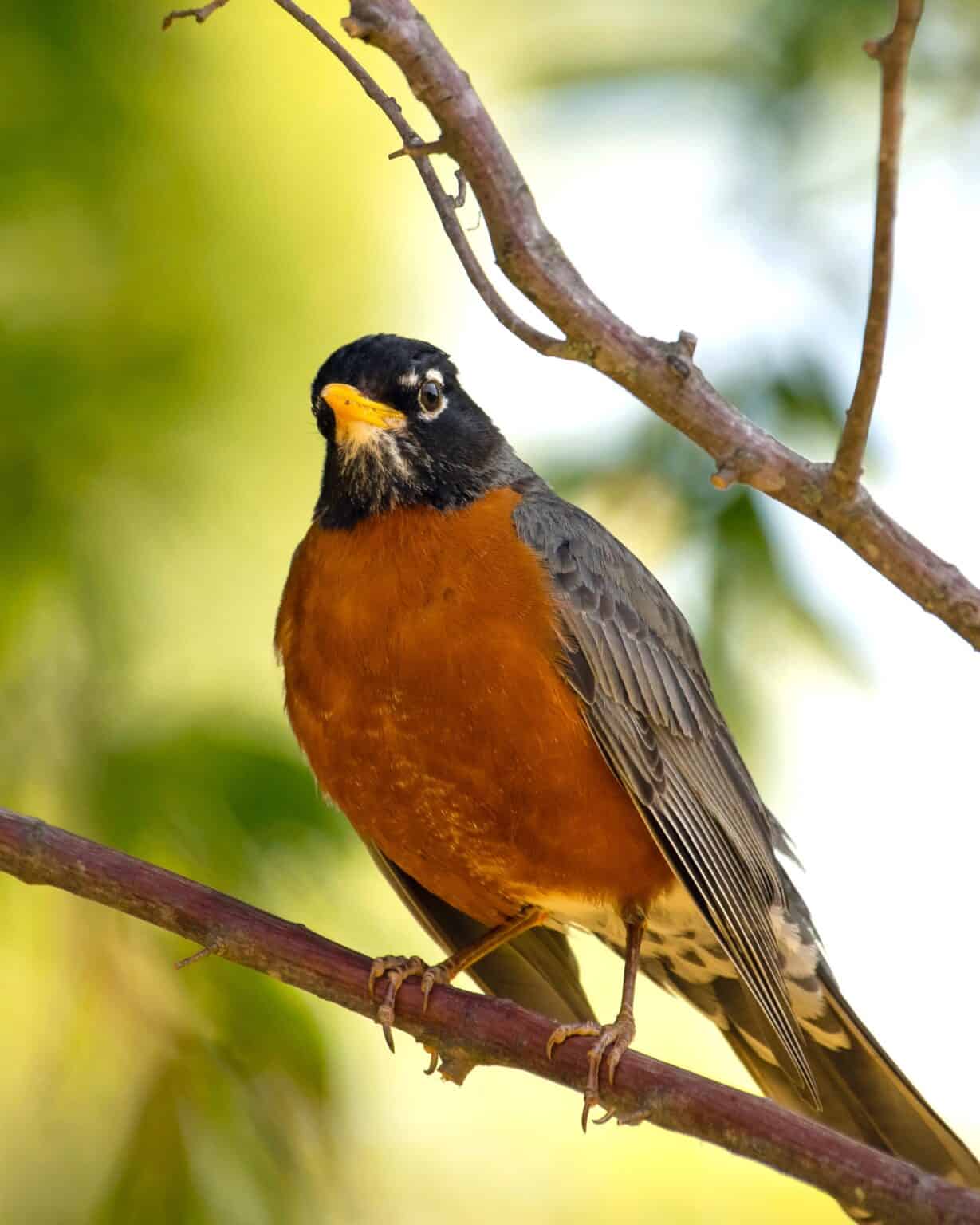 21 Black And Orange Birds With Pictures