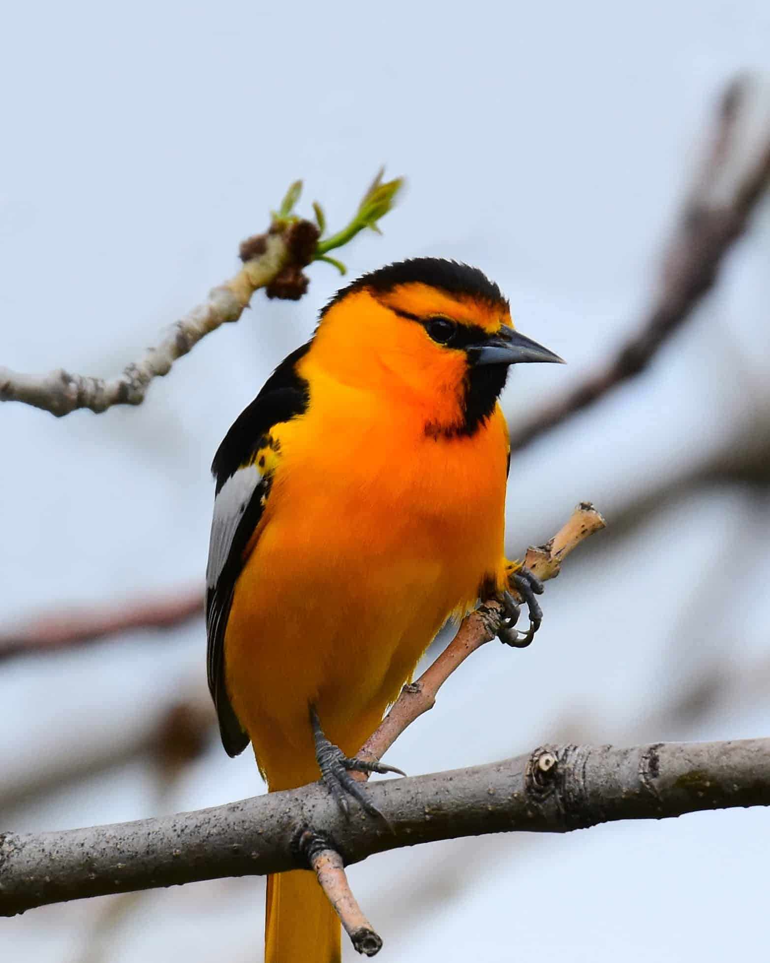 21 Black and Orange Birds (With Pictures)