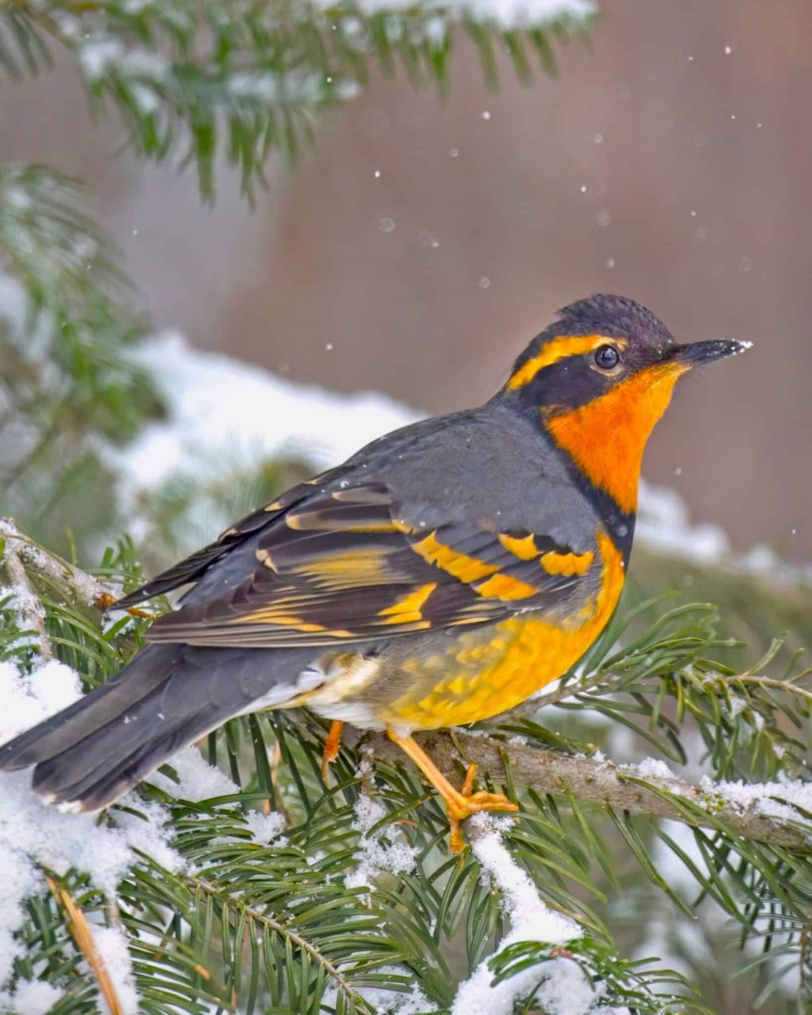 21 Black and Orange Birds (With Pictures)