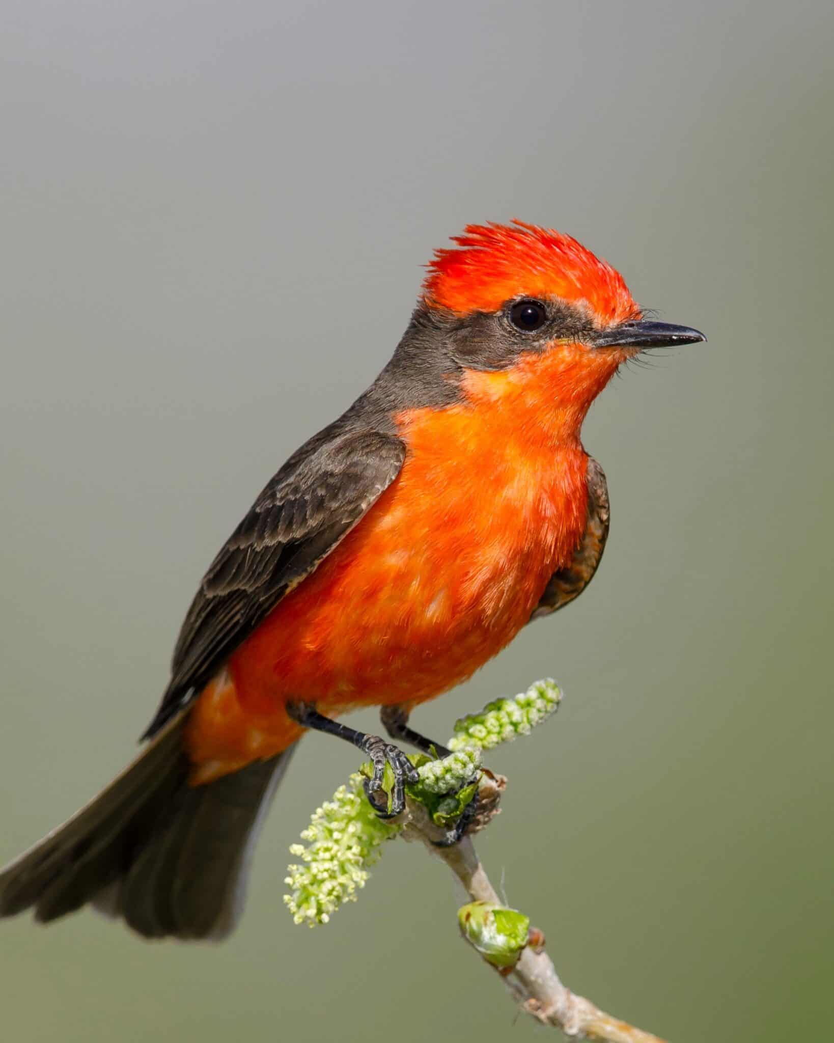 21 Black and Orange Birds (With Pictures)
