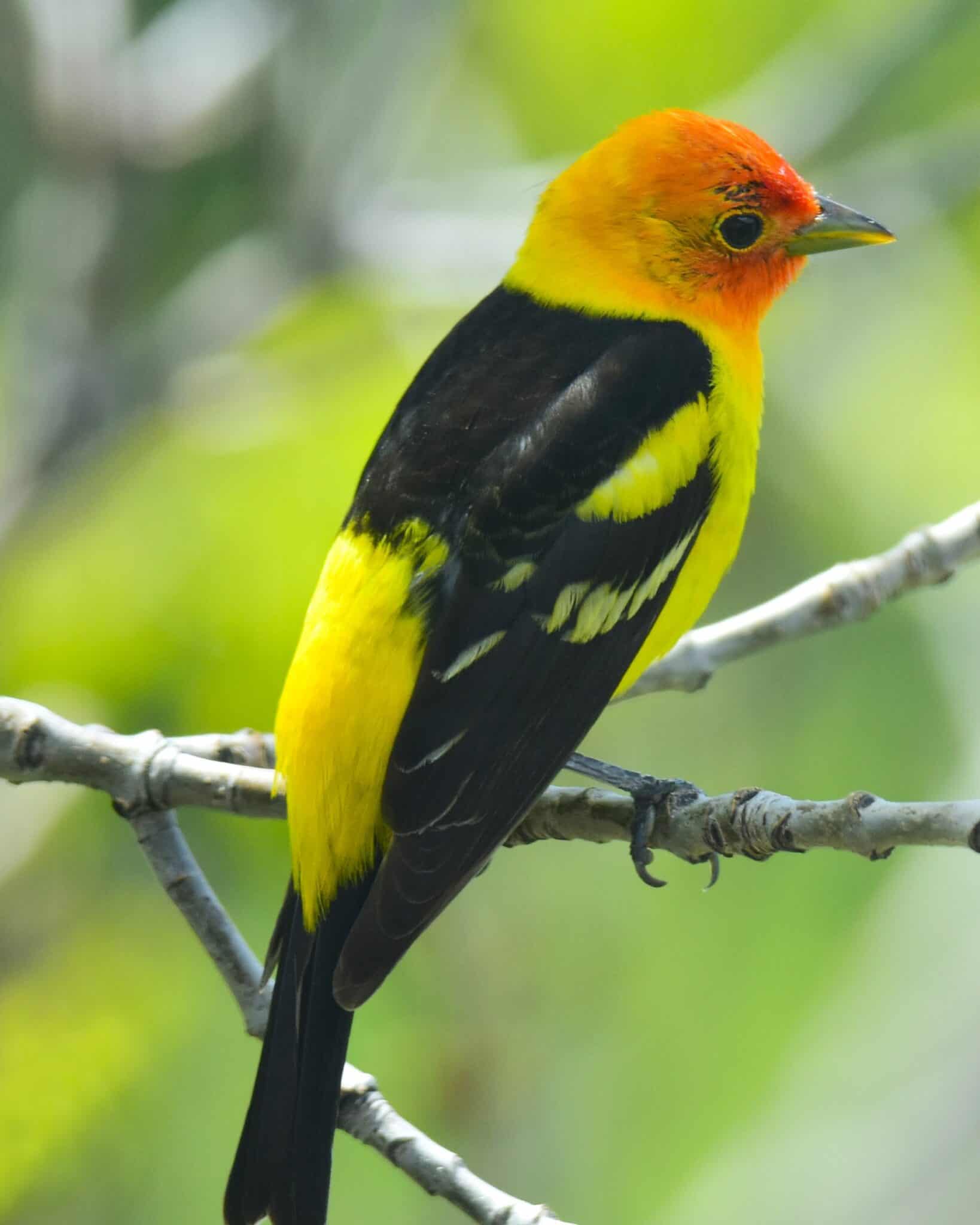 21 Black and Orange Birds (With Pictures)