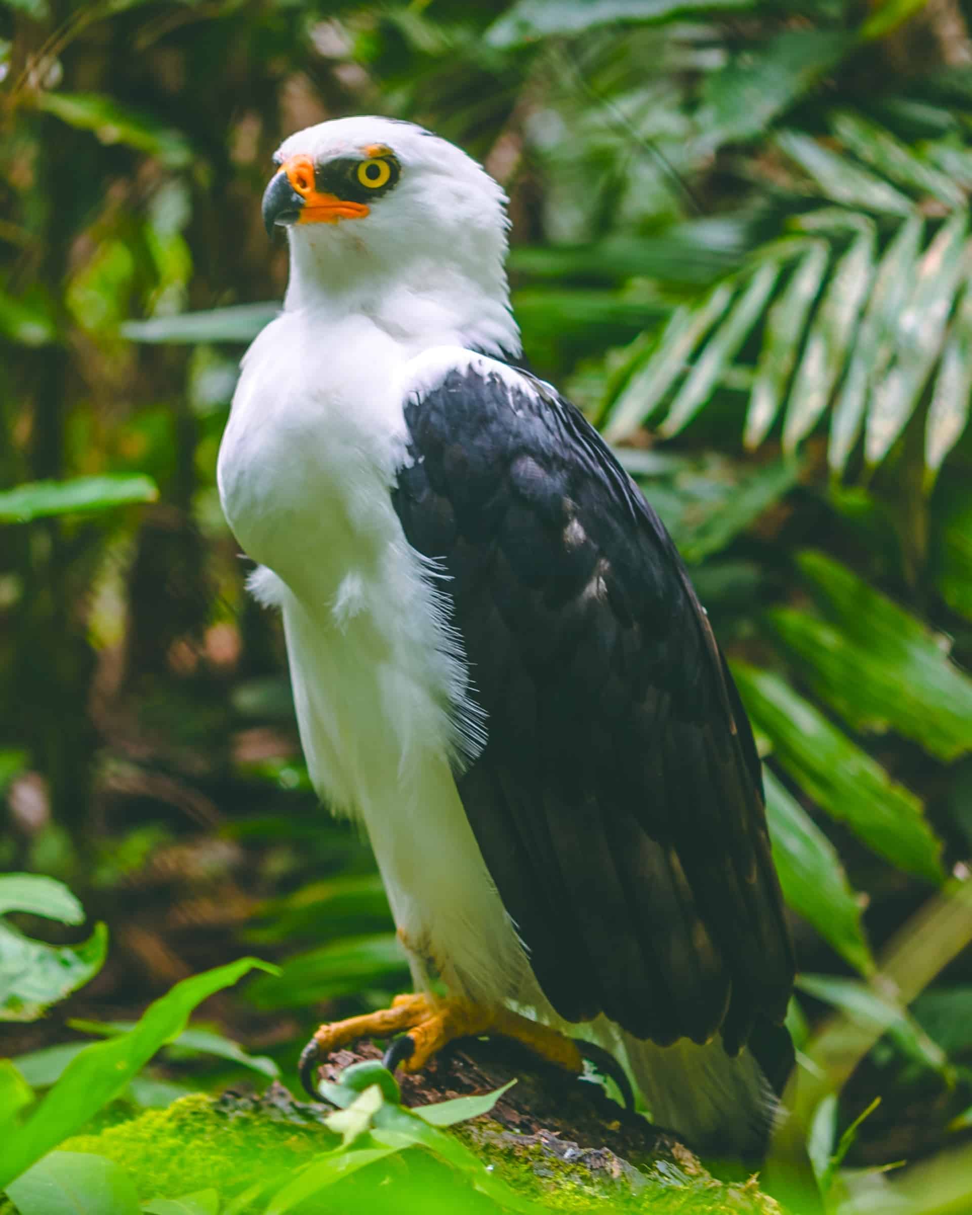 12 Amazing Hawks With White Heads