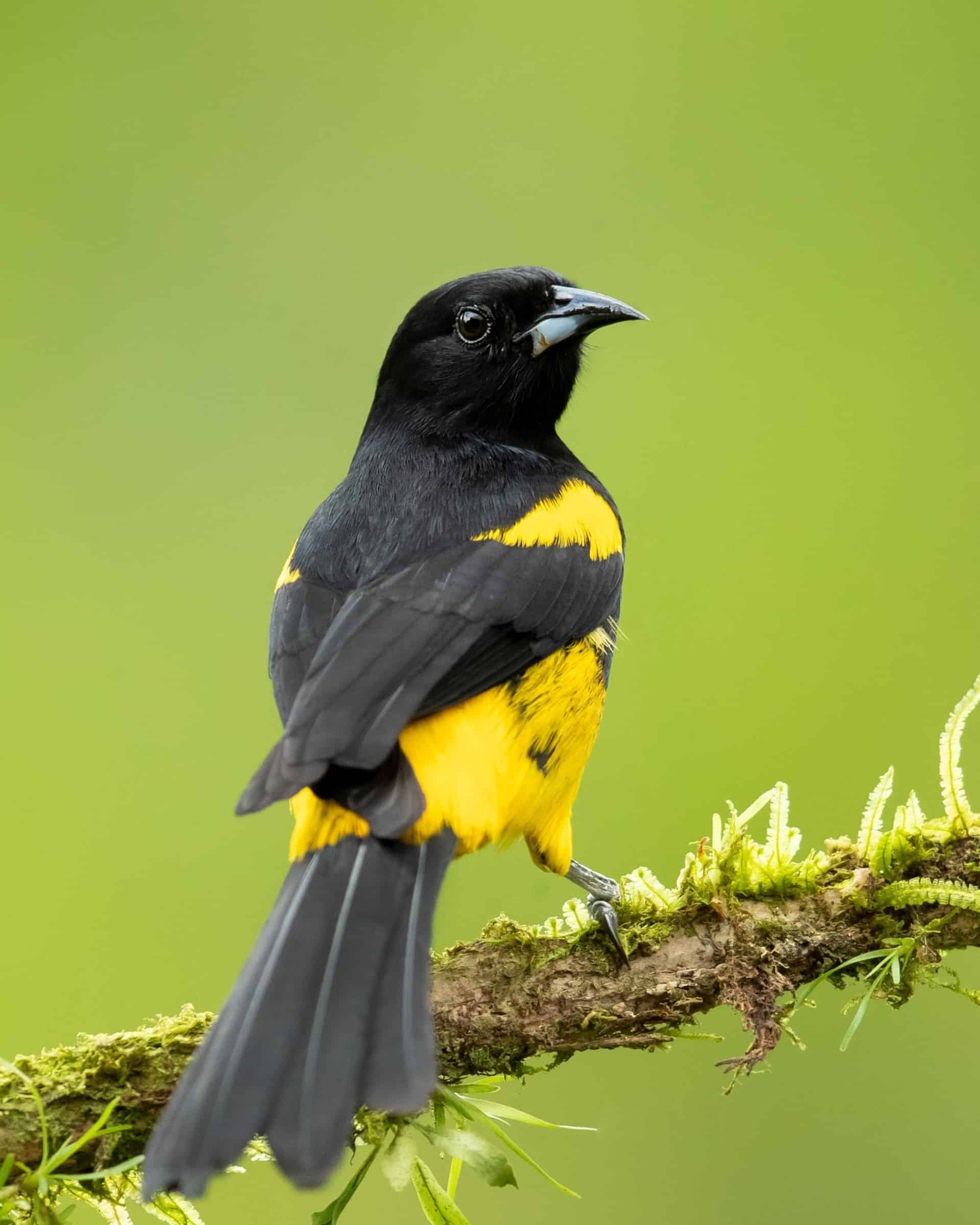 20 Yellow Birds With Black Wings