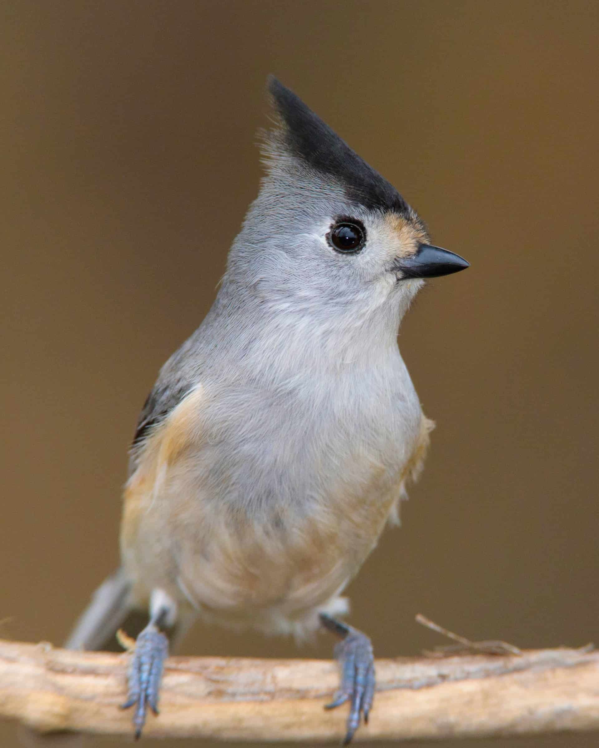 Top 18 Birds With Crests of North America