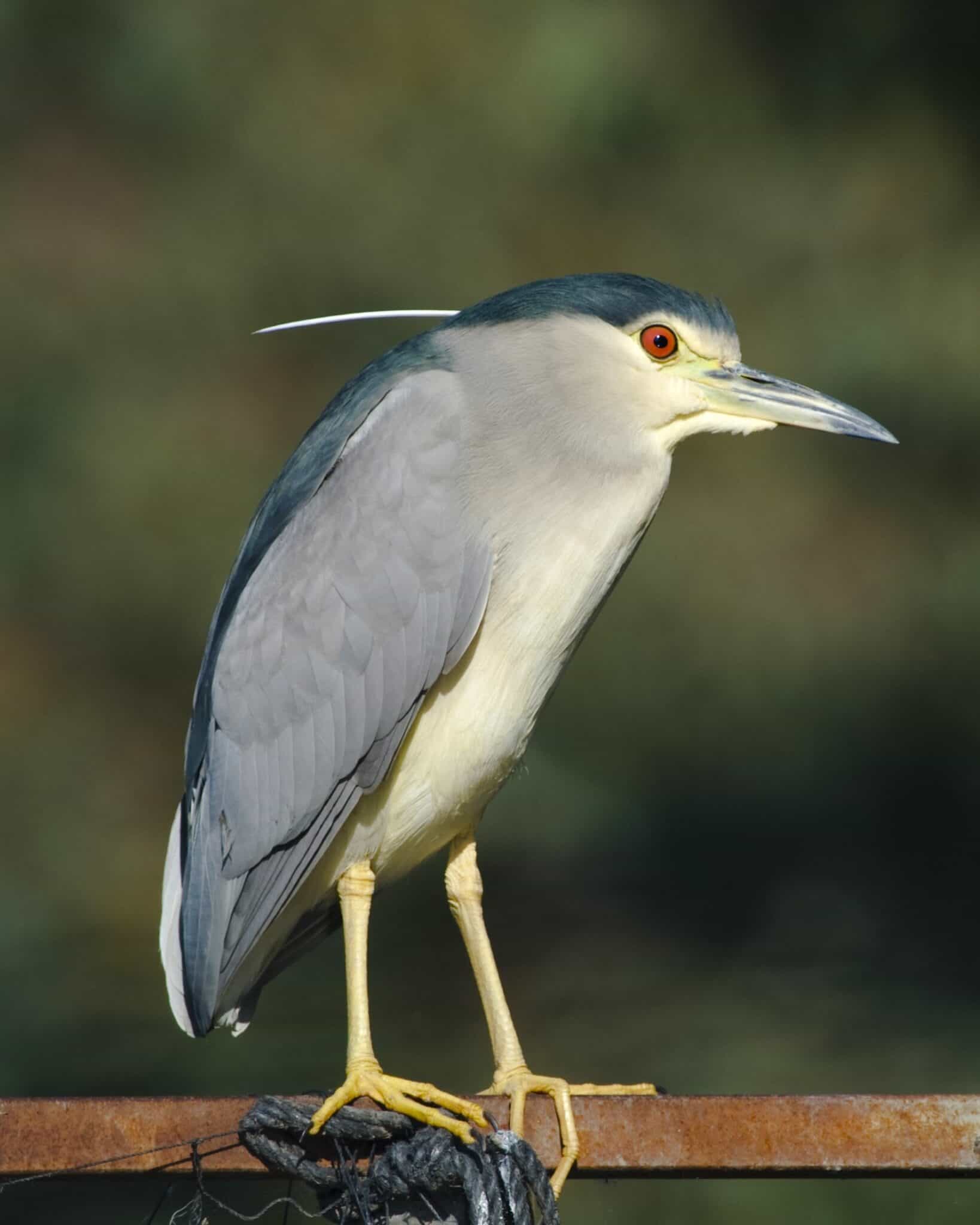 38 Unique Birds With Long Legs