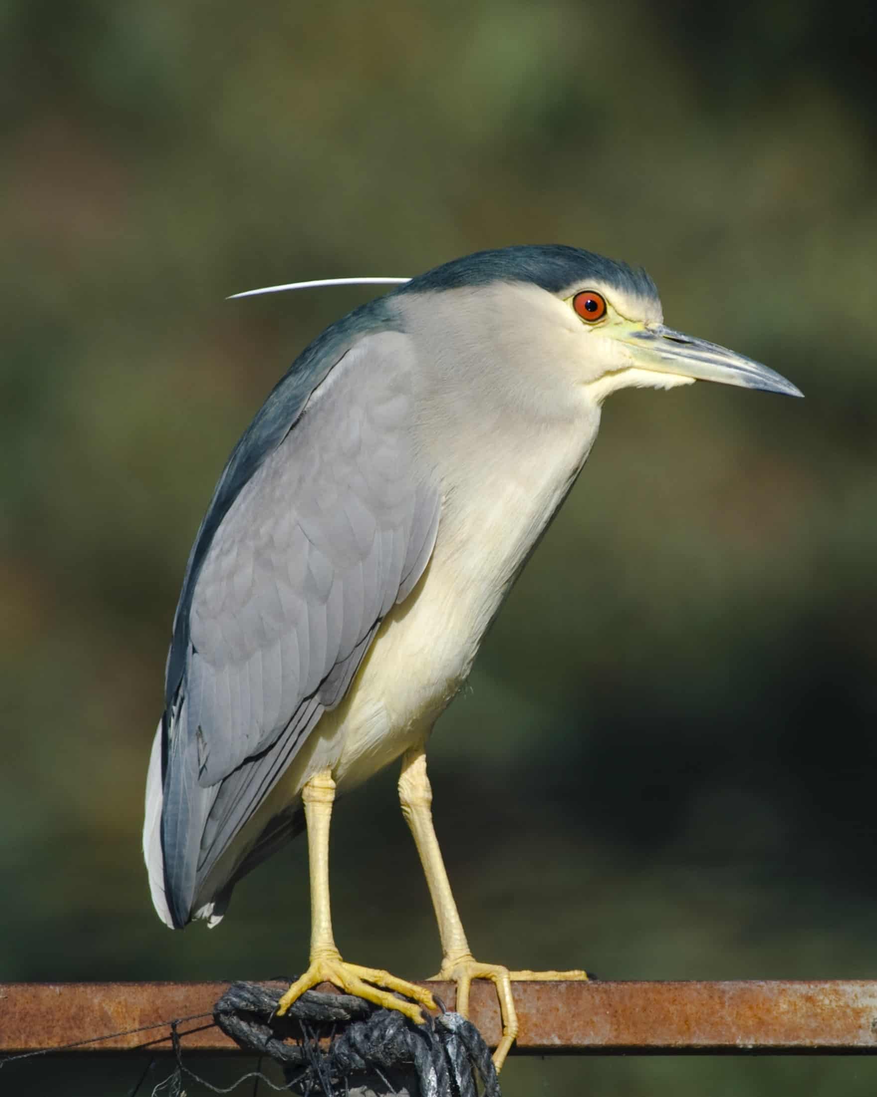 38 Unique Birds With Long Legs