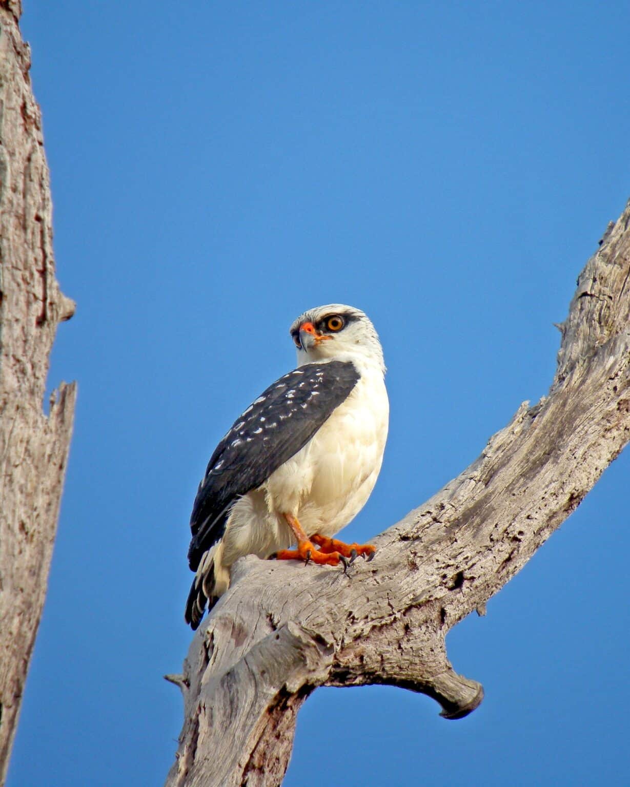 12 Amazing Hawks With White Heads